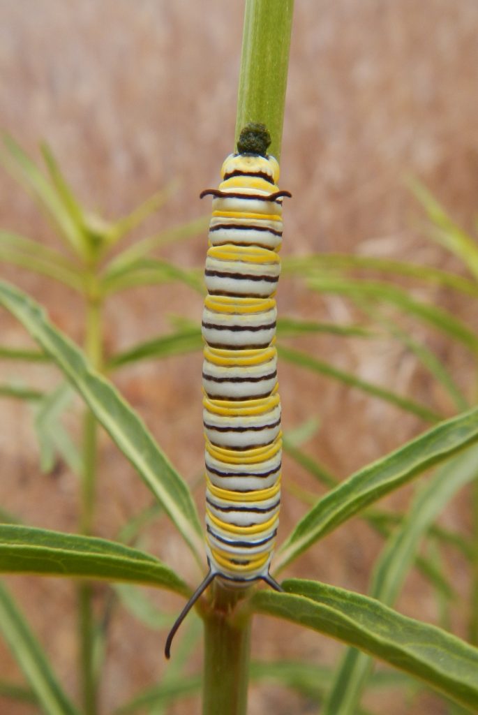Finding & Identifying Monarchs | Western Monarch Milkweed Mapper