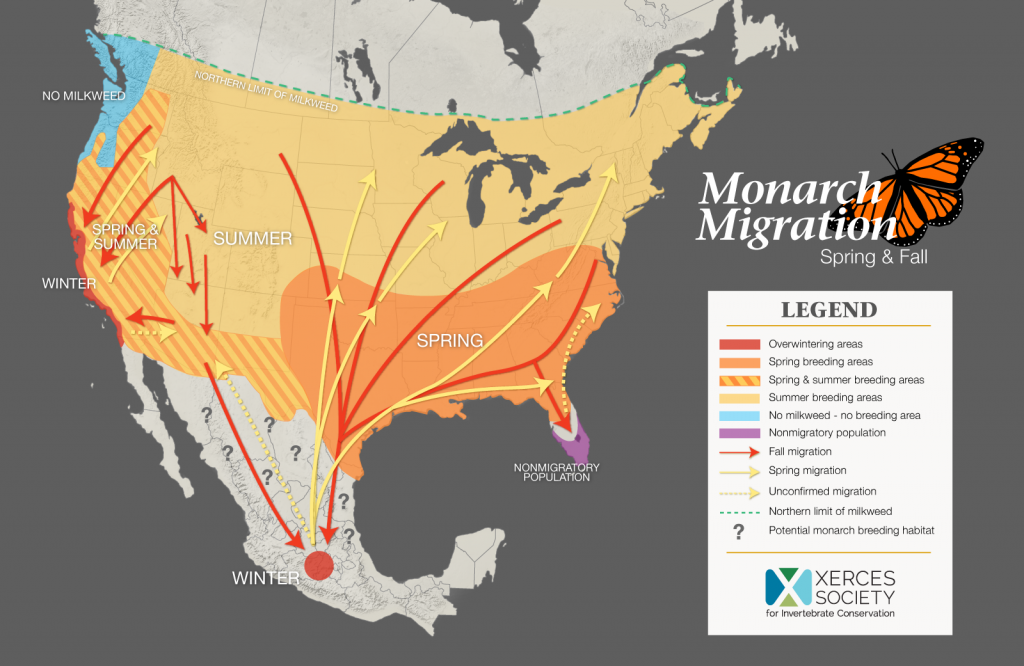 Western Monarch Biology | Western Monarch Milkweed Mapper