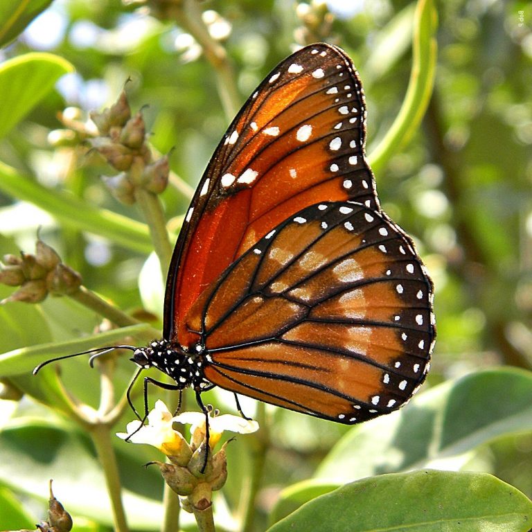 Finding & Identifying Monarchs | Western Monarch Milkweed Mapper