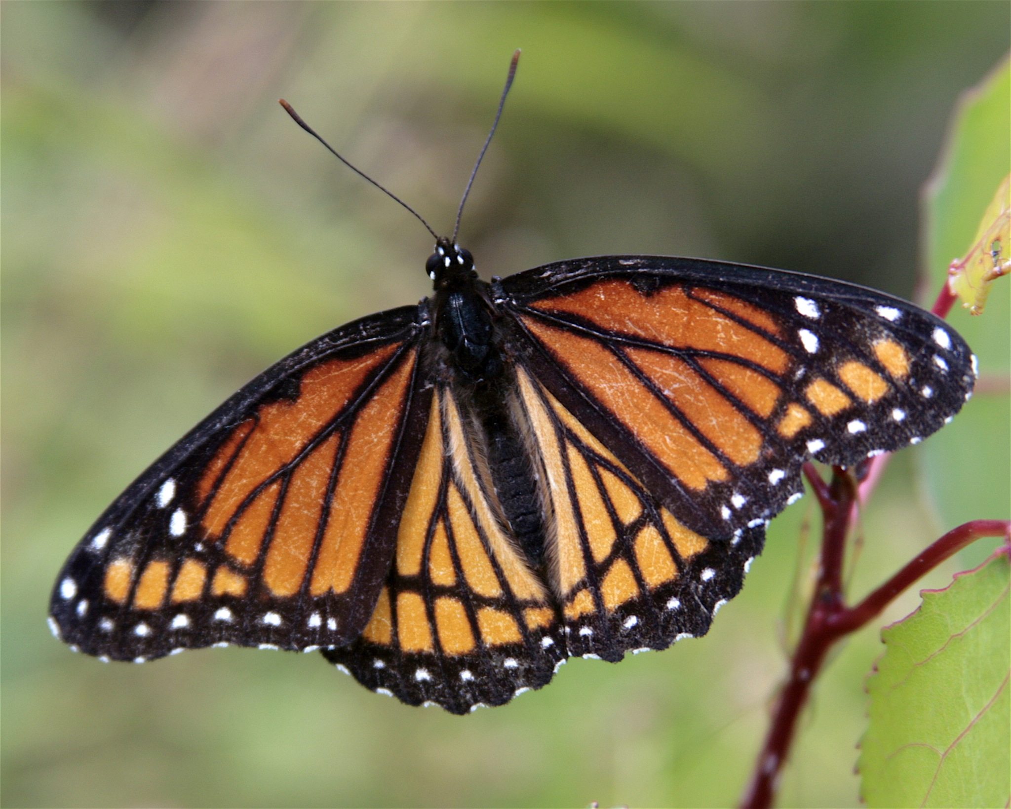 Finding & Identifying Monarchs | Western Monarch Milkweed Mapper